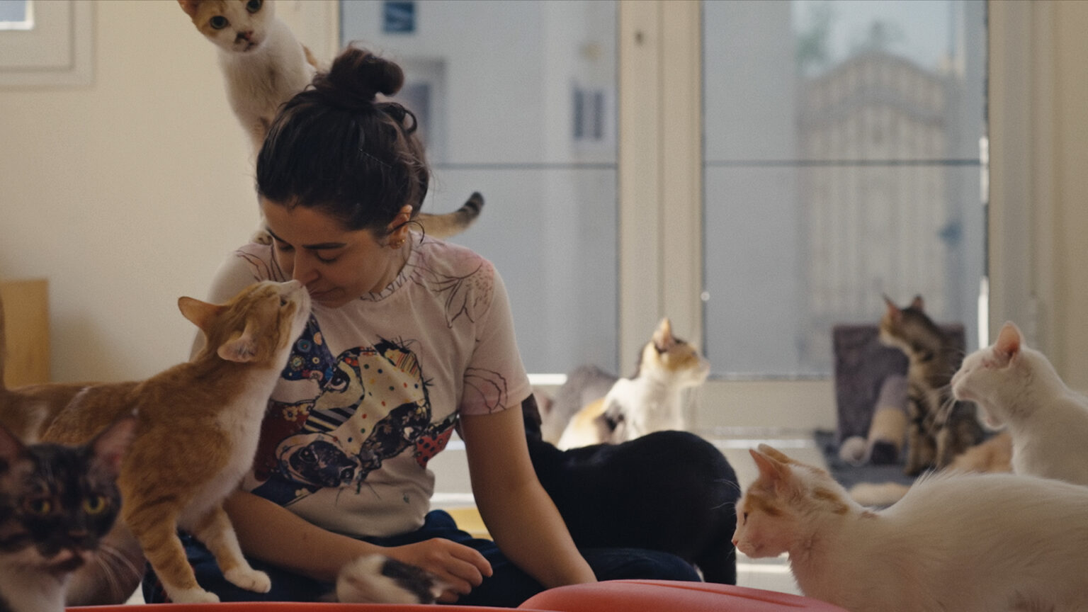 25 CATS FROM QATAR | HIFF | Hawai'i International Film Festival