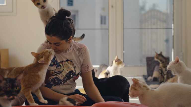 25 CATS FROM QATAR | HIFF | Hawai'i International Film Festival